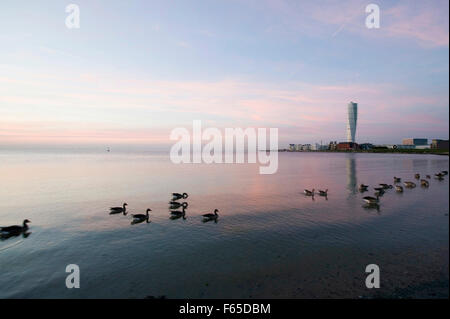 View of Malmo and geese swimming in sea at sunset, Malmo, Sweden Stock ...