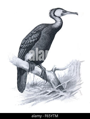 Great cormorant. Artwork of a great cormorant (Phalacrocorax carbo) on ...