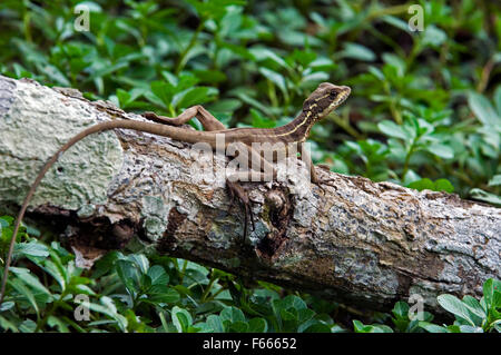 Juvenile Brown basilisk (Basiliscus vittatus) - Wakodahatchee Wetlands ...