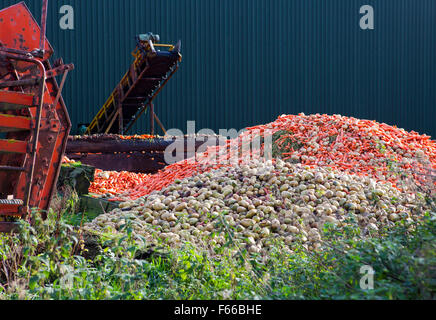 Rejected waste, wonky, ugly, carrots Vegetable farmer processing his ...