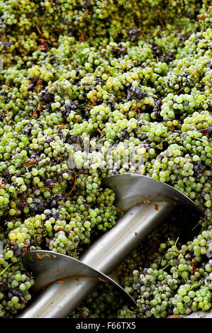 Crushed white Grapes with Juice Stock Photo - Alamy