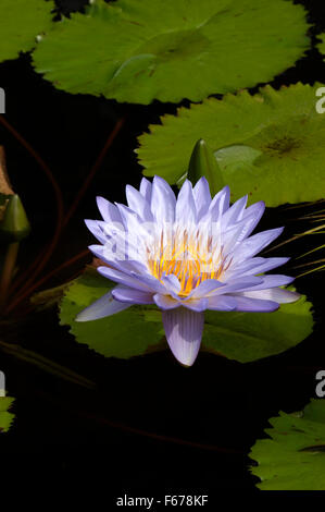 Nymphaea , water lily, cultivar, 'Bob Trickett' Stock Photo - Alamy