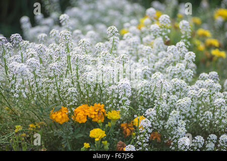 Alyssum flowers. Alyssum in sweet colors. Alyssum in a red brown pot on ...