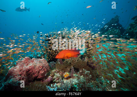 Shoal of Pygmy Sweepers and Coral Grouper, Parapriacanthus ransonneti ...