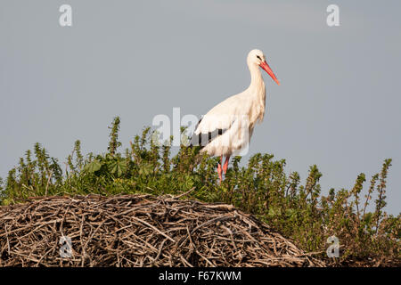 WHITE STORK (Ciconia ciconia), Los Barruecos National Monument, Caceres ...