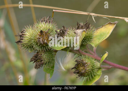 SEED DISPERSAL THESE BURDOCK SEEDS ARCTIUM MINUS GET A FREE RIDE FROM ...