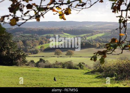 Autumn oak at Newlands Corner Stock Photo - Alamy