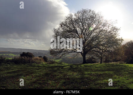 Autumn oak at Newlands Corner Stock Photo - Alamy