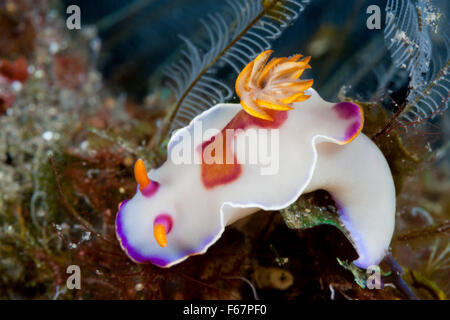Yellow Dorid Nudibranch, Gymnodoris rubropapulosa Stock Photo - Alamy