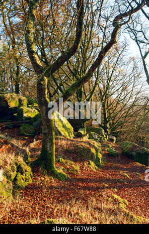 Autumn Burrator wood Dartmoor National Park Devon Uk Stock Photo - Alamy