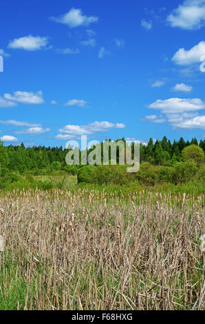 old dry cane on swamp background Stock Photo - Alamy
