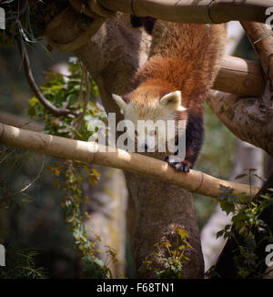 Red panda bear climbing tree. close-up of a rare red panda Stock Photo ...