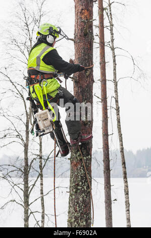 Arborists taking down trees Stock Photo - Alamy
