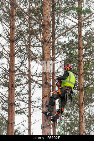 Arborists taking down trees Stock Photo - Alamy