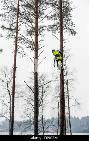Arborists taking down trees Stock Photo - Alamy