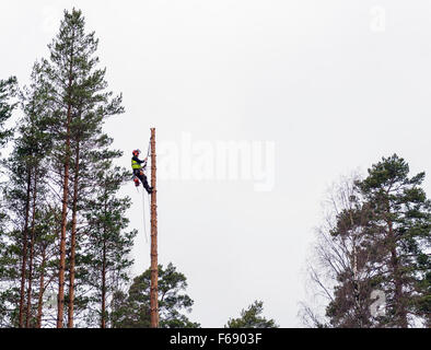 Arborists taking down trees Stock Photo - Alamy