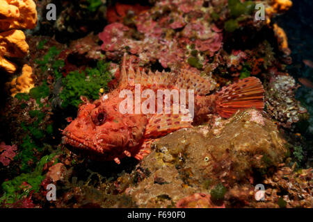 Red scorpionfish (Scorpaena scrofa), Corfu, Ionian Islands, Ionian Sea ...