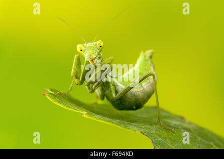 A macro photograph of a tiny green praying mantis Stock Photo - Alamy