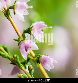 Dew drops on heather plant. Oregon Stock Photo - Alamy