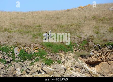 France, Cotes d'Armor, Sept Iles Ornithological Reserve, Ile Rouzic ...