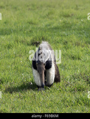 giant anteater Myrmecophaga tridactyla digging Stock Photo - Alamy
