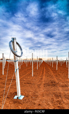 rows of precast concrete white poles driven into the ground to support ...