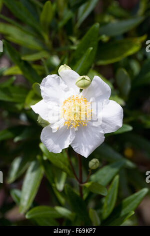 Carpenteria californica white flowers Stock Photo - Alamy