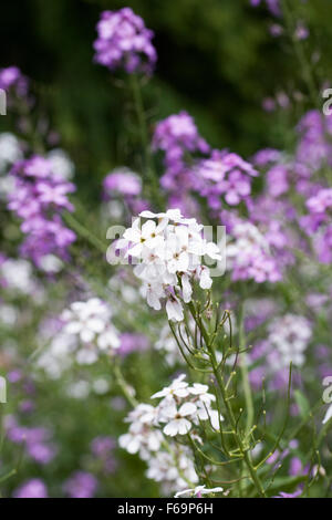 Sweet Rocket flowers (Hesperis matronalis) also known as Dame's Rocket ...