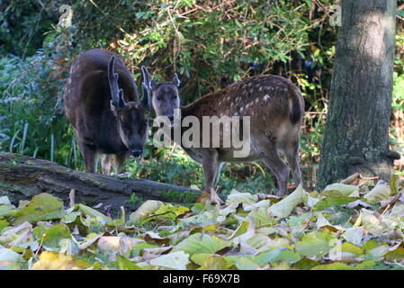Mature male Visayan or Philippine spotted deer (Cervus alfredi, Rusa ...