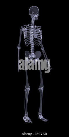 side view standing skeleton of human body Stock Photo - Alamy