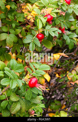 Rose hips or rose haw and rose hep fruit of a rose plant Stock Photo ...