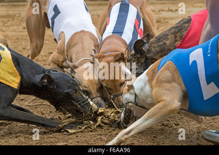 Greyhound racing, Hamburg, Germany, Europe Stock Photo - Alamy