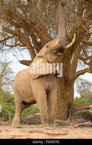 elephant eating from a tree in the grasslands of the Maasai Mara Stock ...