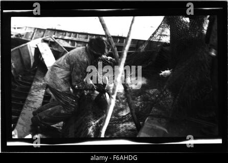 Photograph capturing the traditional practice of seining salmon at ...