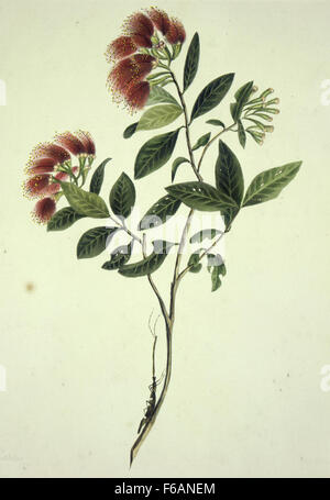 A botanical illustration by Martha King (1803-1897) depicting 'The Taua ...