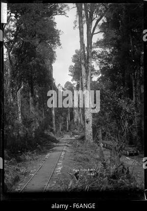 Logging railway track through bush at Pukepuke in Oroua County, View of ...