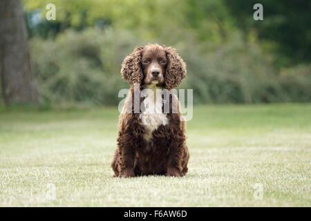 Liver and white Working Cocker Spaniel Stock Photo - Alamy