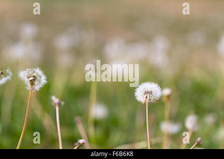 weed problem, multiple white puffs overtaking the green grass in a yard ...