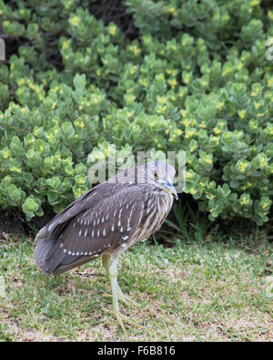 An Auku'u (Black-Crowned Night Heron), native to Hawaii Stock Photo - Alamy
