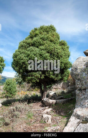Specimen of Prickly Juniper, Juniperus oxycedrus. It is a species of ...