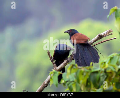 Greater coucal, coorg, karnataka, india, asia Stock Photo - Alamy