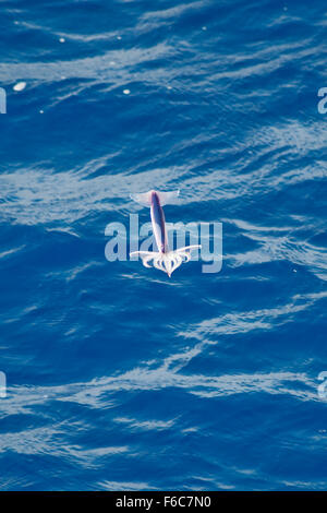Very rare image of a Neon Flying Squid (Ommastrephes bartramii) in mid ...