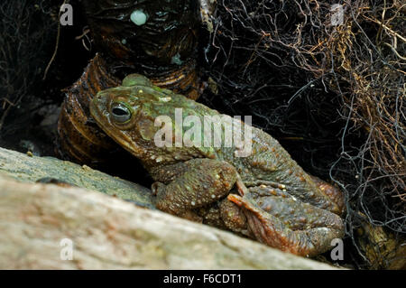Green Climbing Toad, “Incilius coniferus”-Costa Rica Stock Photo - Alamy