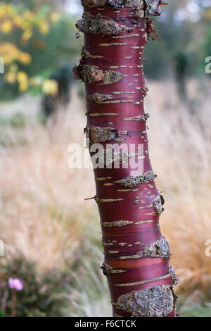 Red Prunus Serrula Tibetan Cherry tree bark, Rutland, UK Stock Photo ...