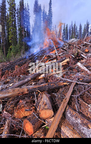 Waste piles of mountain pine beetle infected pine trees being burned in ...
