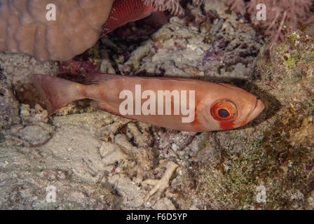 REEF BIG EYE fish Priacanthus hamrur Coral reef scenery RED SEA Sharm ...