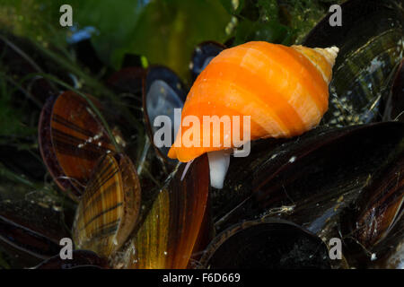 Dog whelk / Atlantic dogwinkle (Nucella lapillus) shell on beach ...