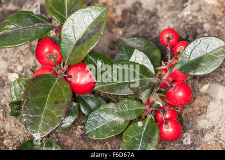 Checkerberry (Gaultheria procumbens Stock Photo - Alamy