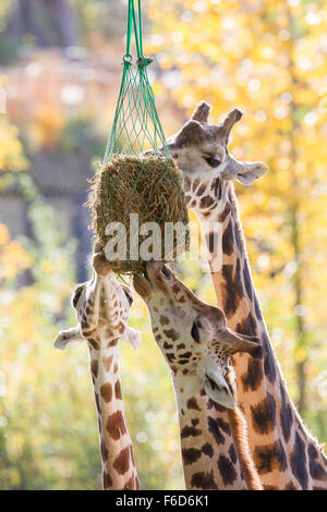 Three giraffes eating hay from feeder at zoo Stock Photo - Alamy