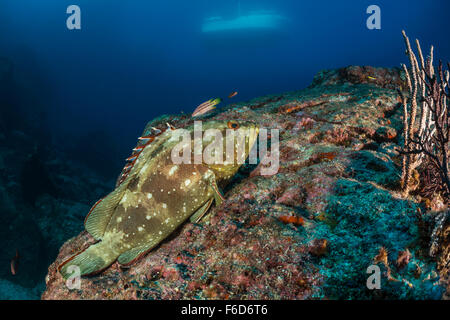Starry Grouper, Epinephelus labriformis, La Paz, Baja California Sur ...